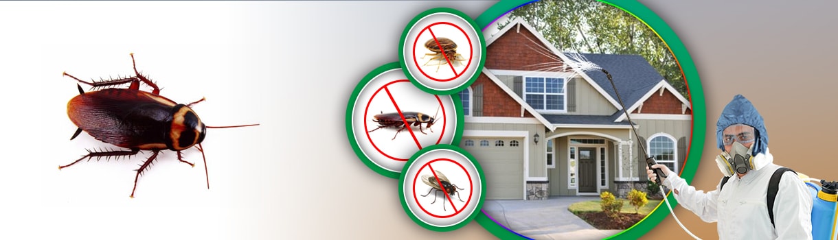Cockroach Control Treatment | Cockroach Pest Control Dubai, Sharjah ...